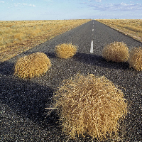 TumbleWeeds | Upwork