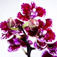 Alpha Development Group | Upwork Company Profile - Hire Today