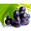 Black Grapes Softech Pvt Ltd | Upwork Company Profile - Hire Today